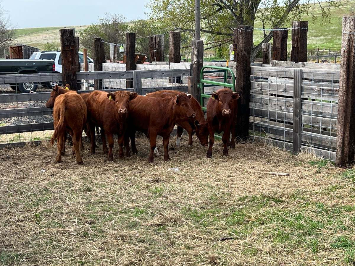 Moving cows is never easy, no matter what – Stewart Creek Somethings