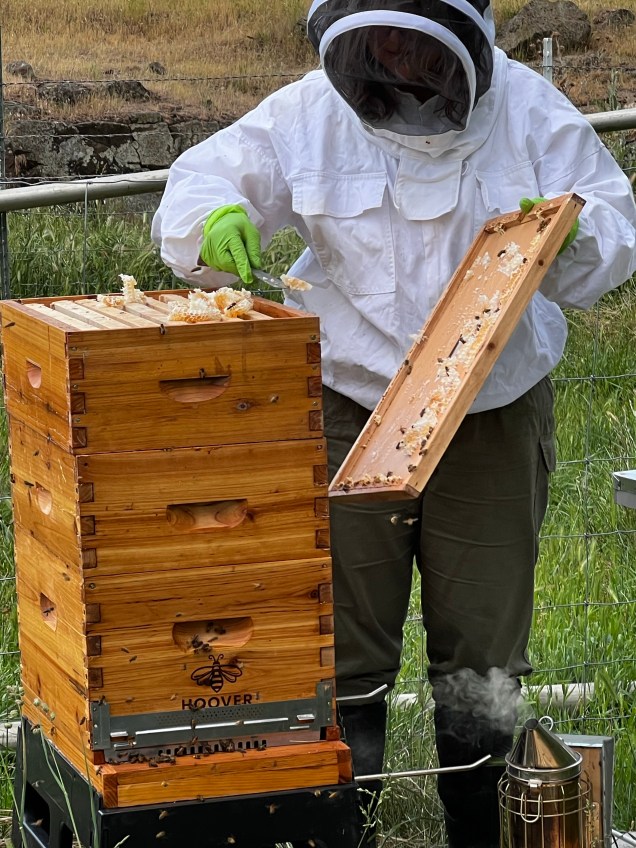 Honey bees are movers and shakers – Stewart Creek Somethings